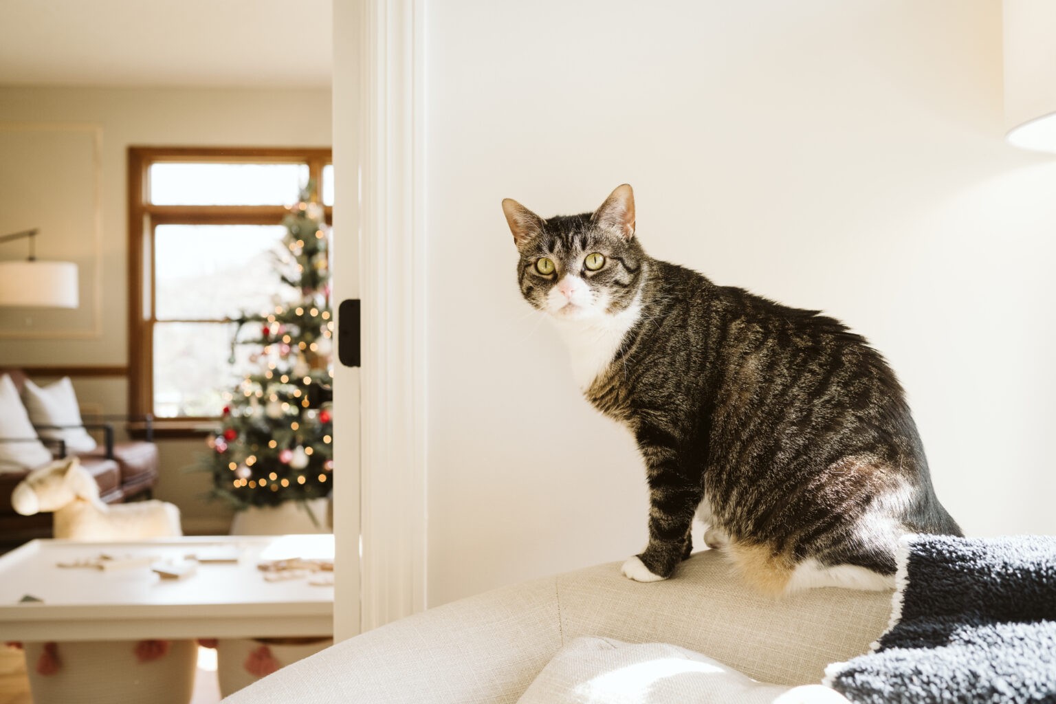 Differences between Lifestyle and Portrait Photography Sessions | Laura ...